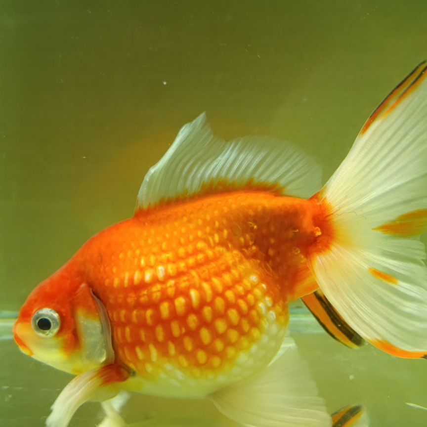 Аквариумные рыбки Жемчужины