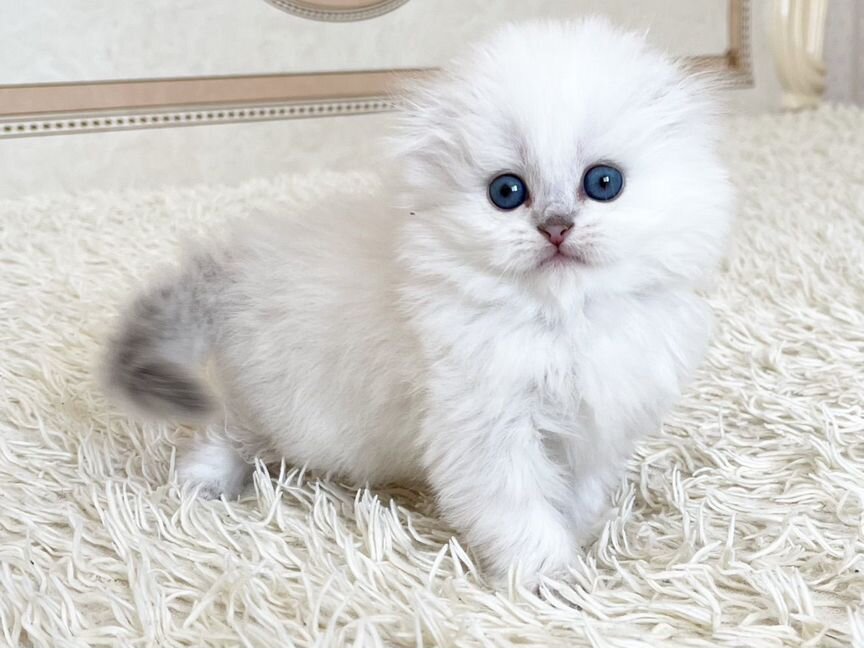 Длинношерстный вислоухий мальчик