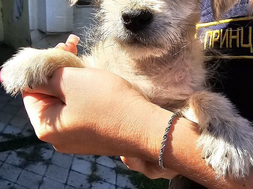 Щенок в добрые руки