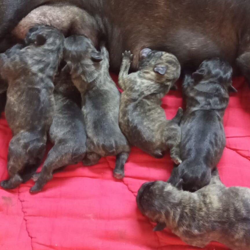 Продаются щеночки французского бульдога