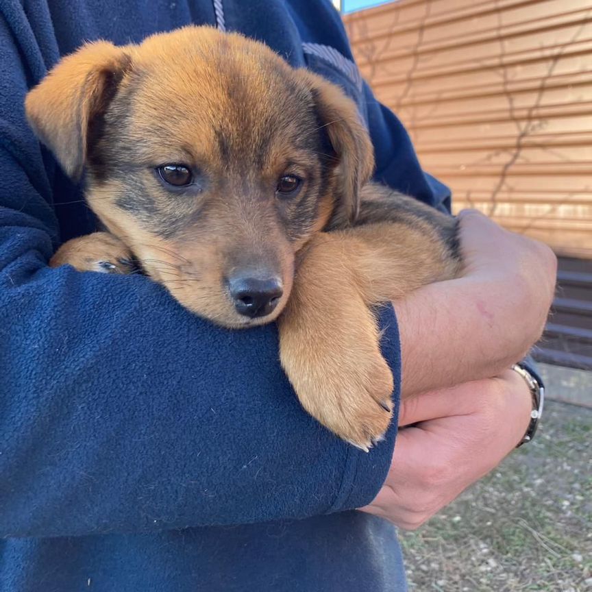 Рыжий щенок маленькой породы