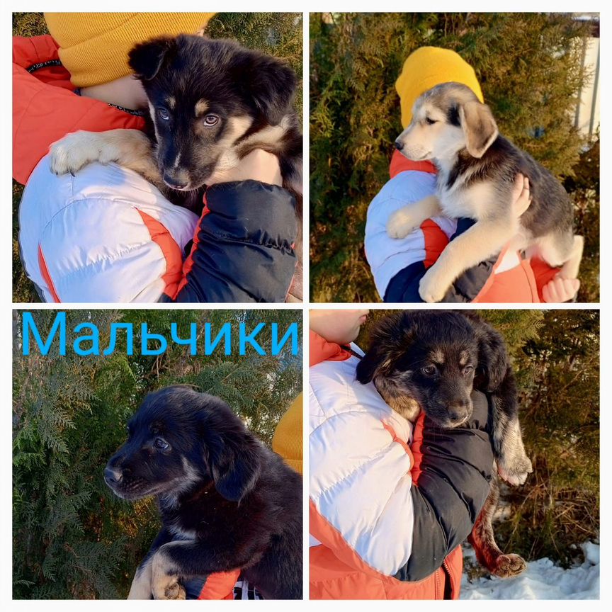 Щенок в добрые руки