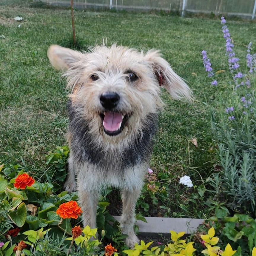 Собака в добрые руки