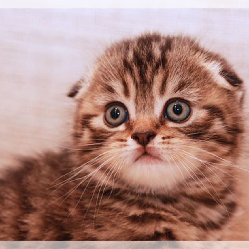 Шотландские котята