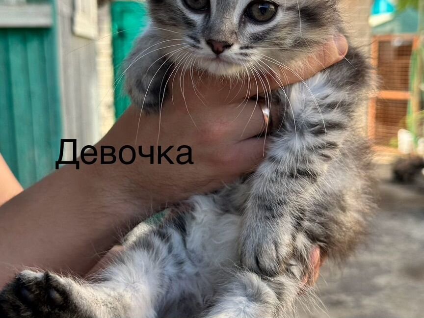 Котята в добрые руки