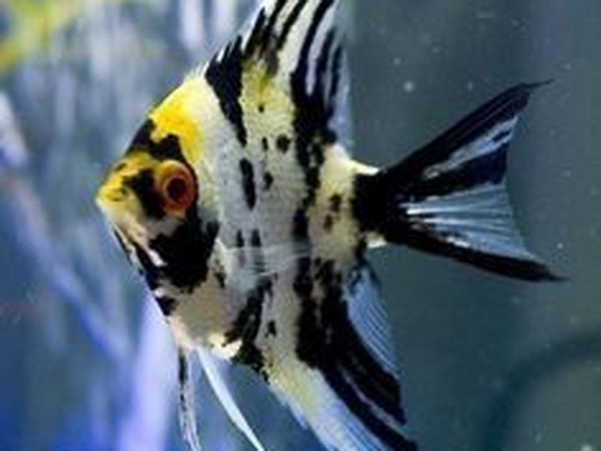 Скалярии крупные разных расцветок