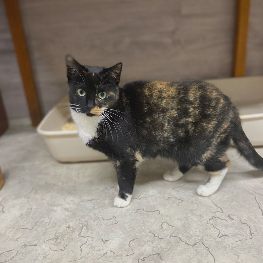 Жасмин нужна семья