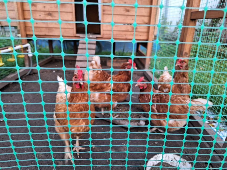 Куры -несушки