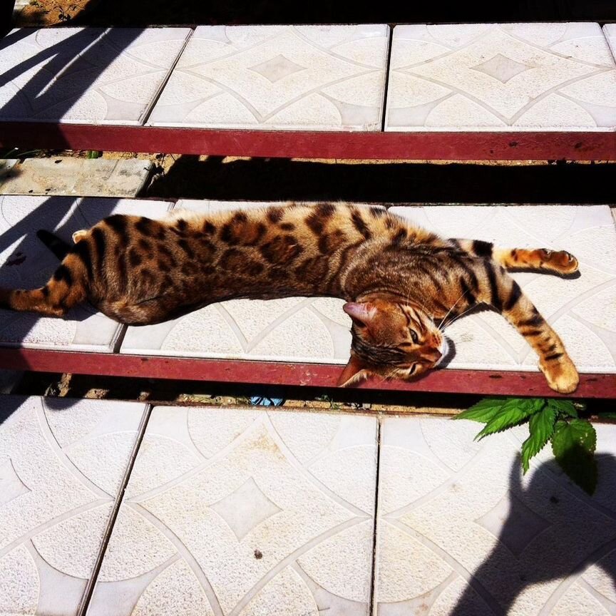 Бенгальская кошка в добрые руки