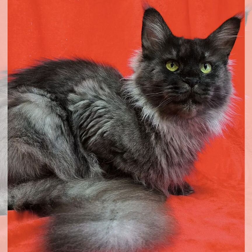 Кошка мейн-кун