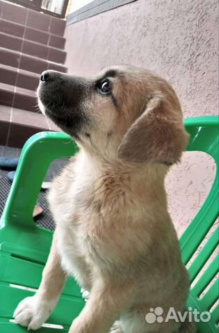 Щенок помесь алабай