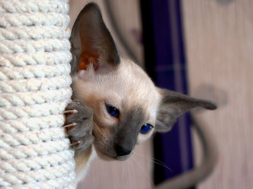 Ориентальный котенок