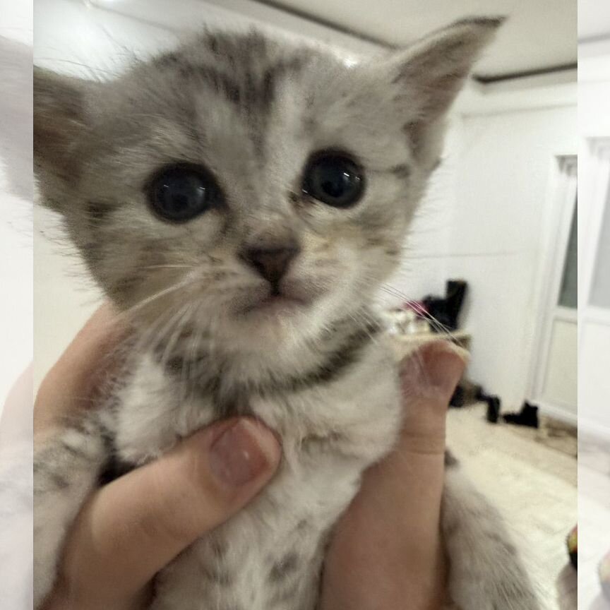 Шотландский вислоухий короткошёрстный котёнок