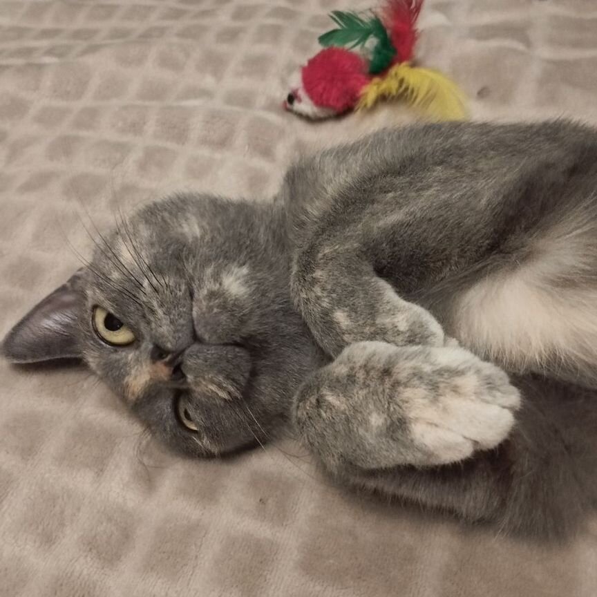 Кошка