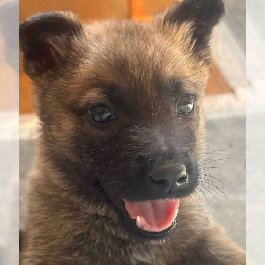 Щенок в добрые руки