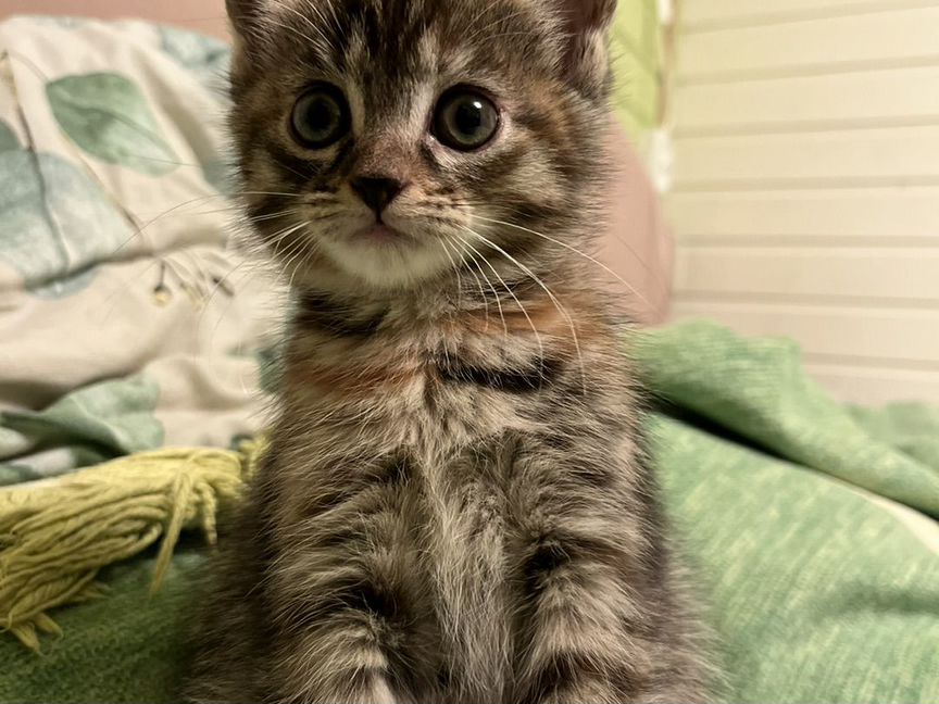 Котенок