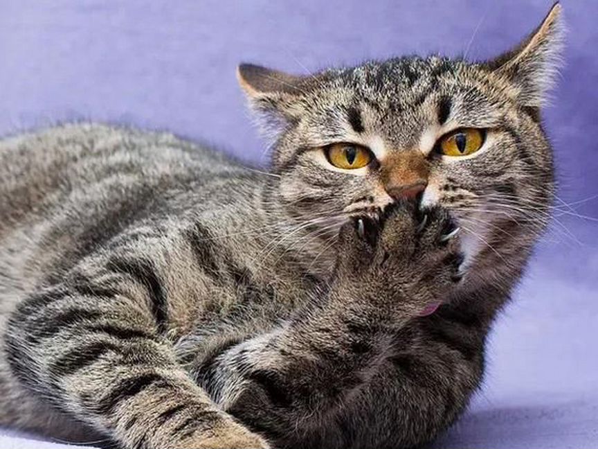Кошка Федора друг и компаньон до сих пор в приюте