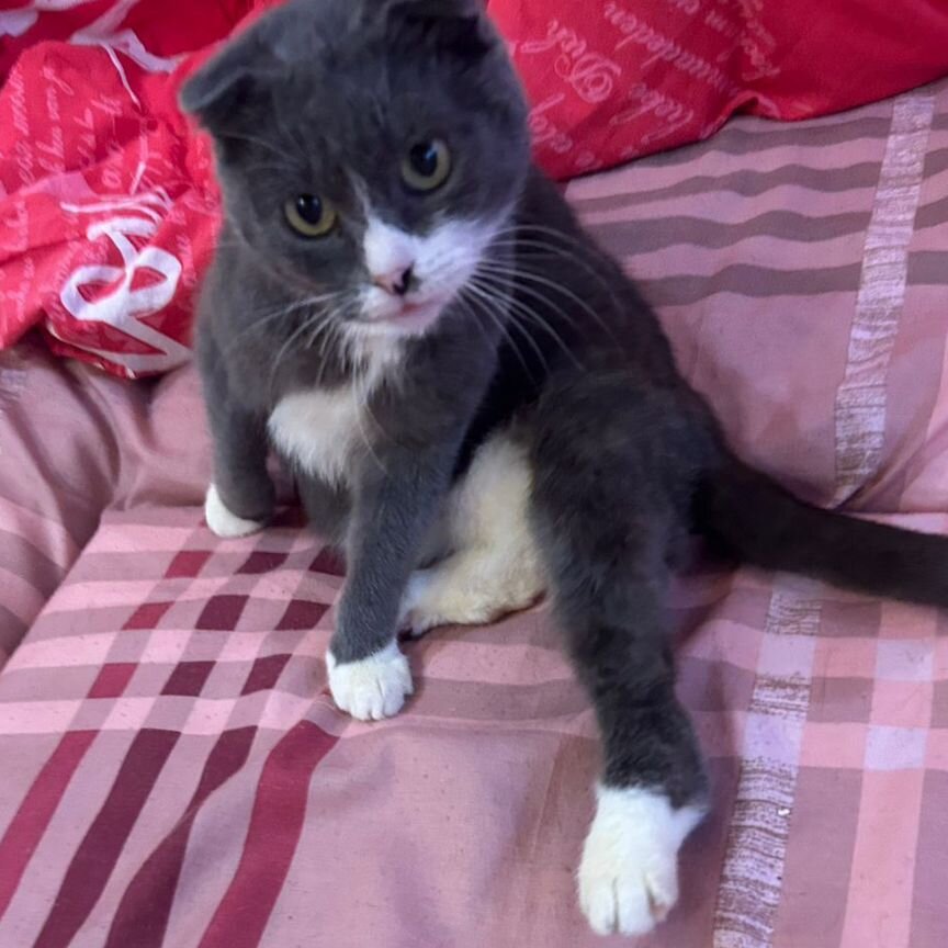 Ласковая и нежная кошечка ищет дом