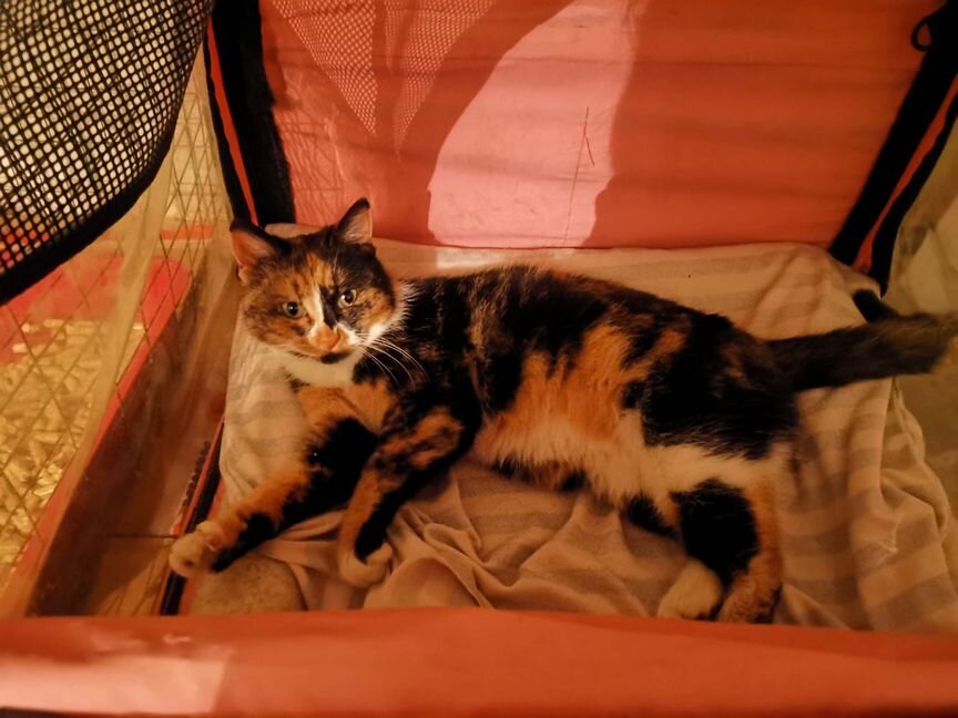 Кошка трехцветка