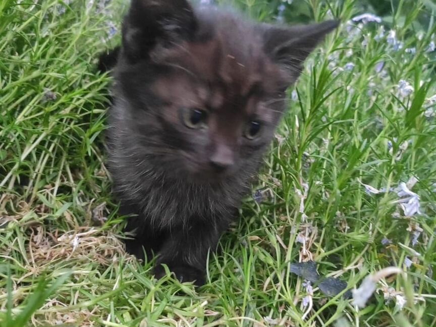 Кошки в добрые руки