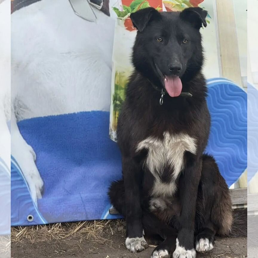 Взрослый пёс в добрые руки