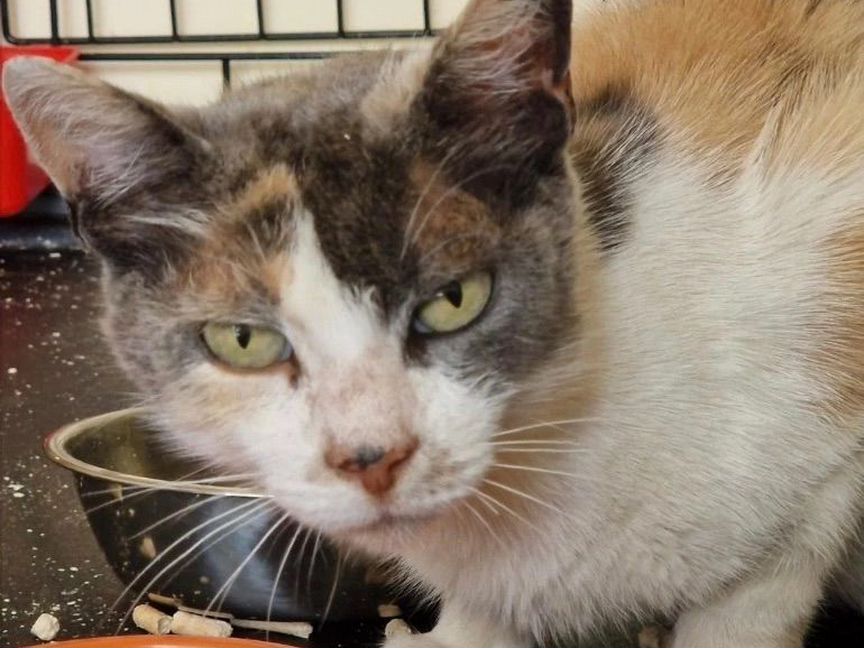 В добрые руки