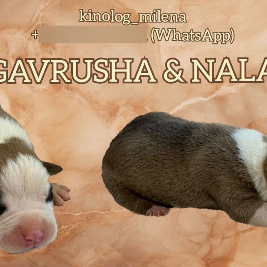 Американский булли, щенок, сука