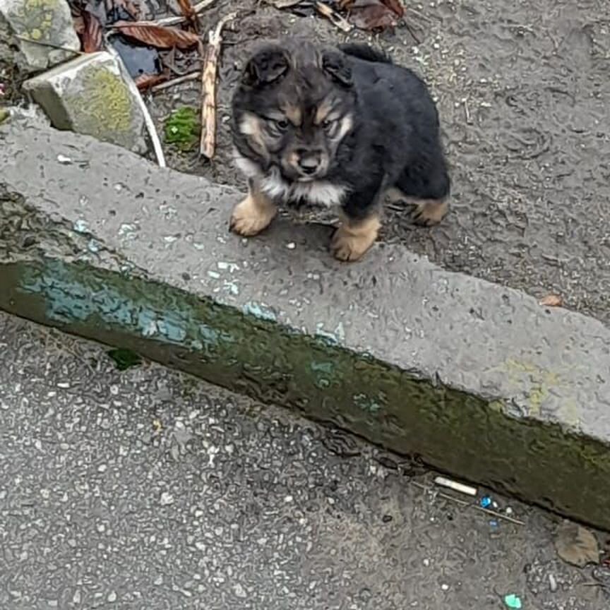 Кутята в добрые руки. Помесь овчарки и кавказец