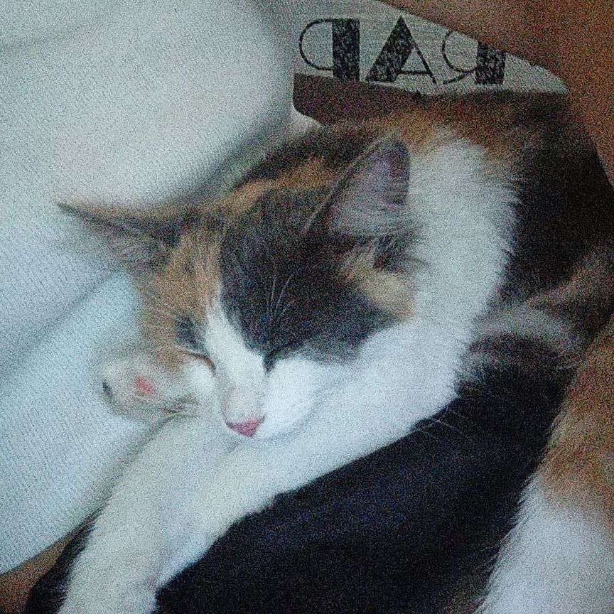 Найдена кошка