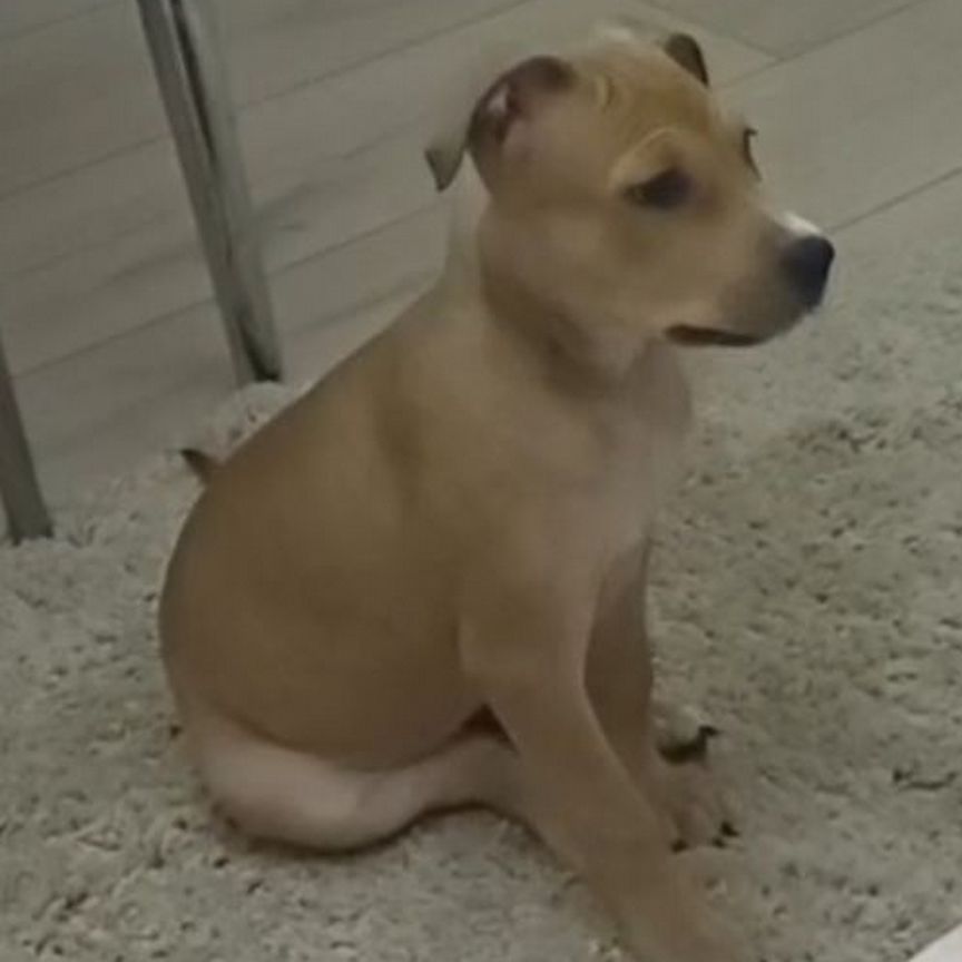 Американский питбультерьер, щенок