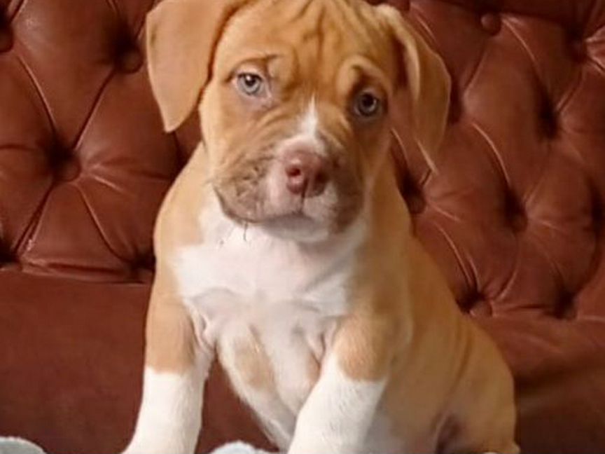 Роскошная девочка американский булли