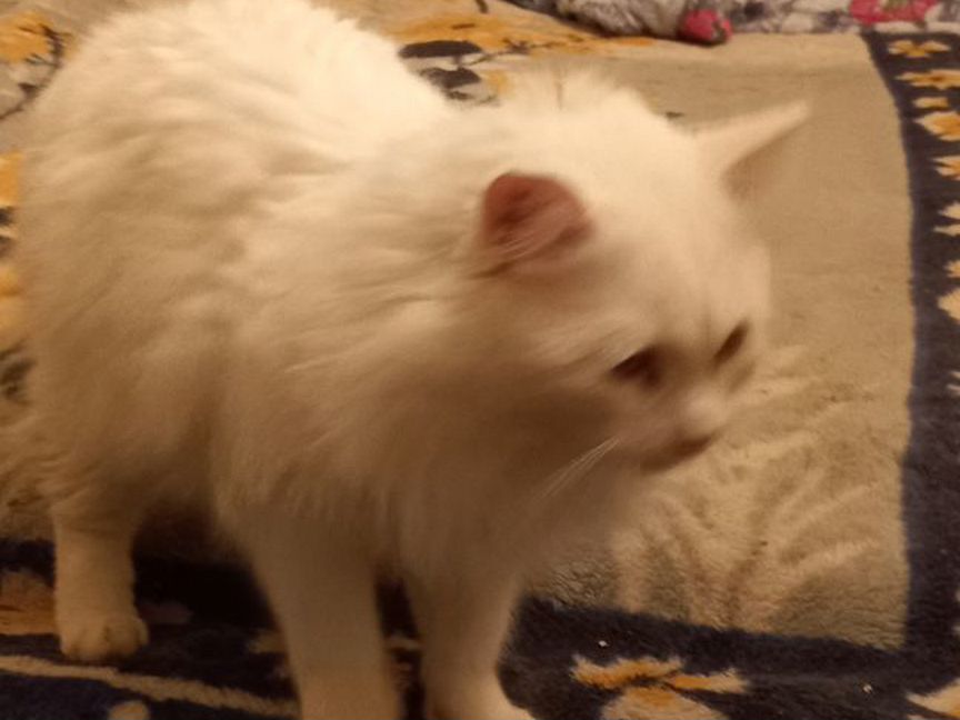 Отдадим кота в хорошие руки
