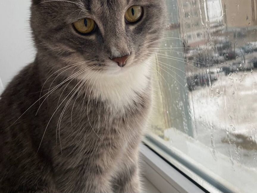 Котенок 7 месяцев