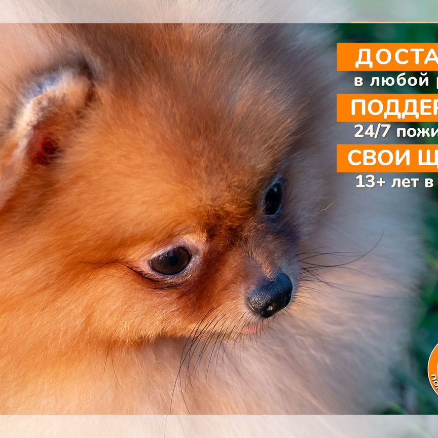 Померанский шпиц, щенок