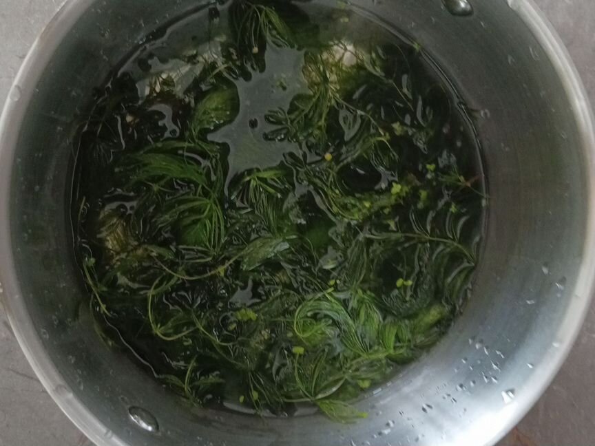 Растения для аквариума водросли