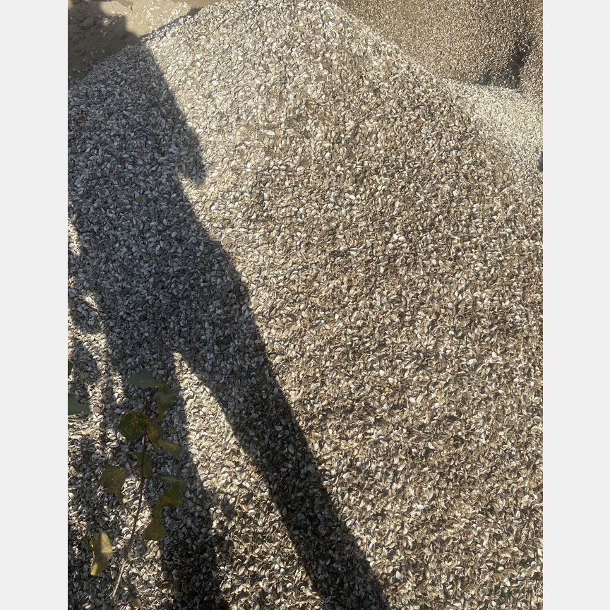 Речная ракушка