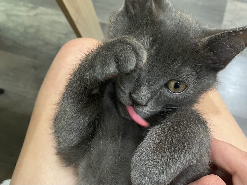 Котенок в добрые руки (русская голубая+дворняга)