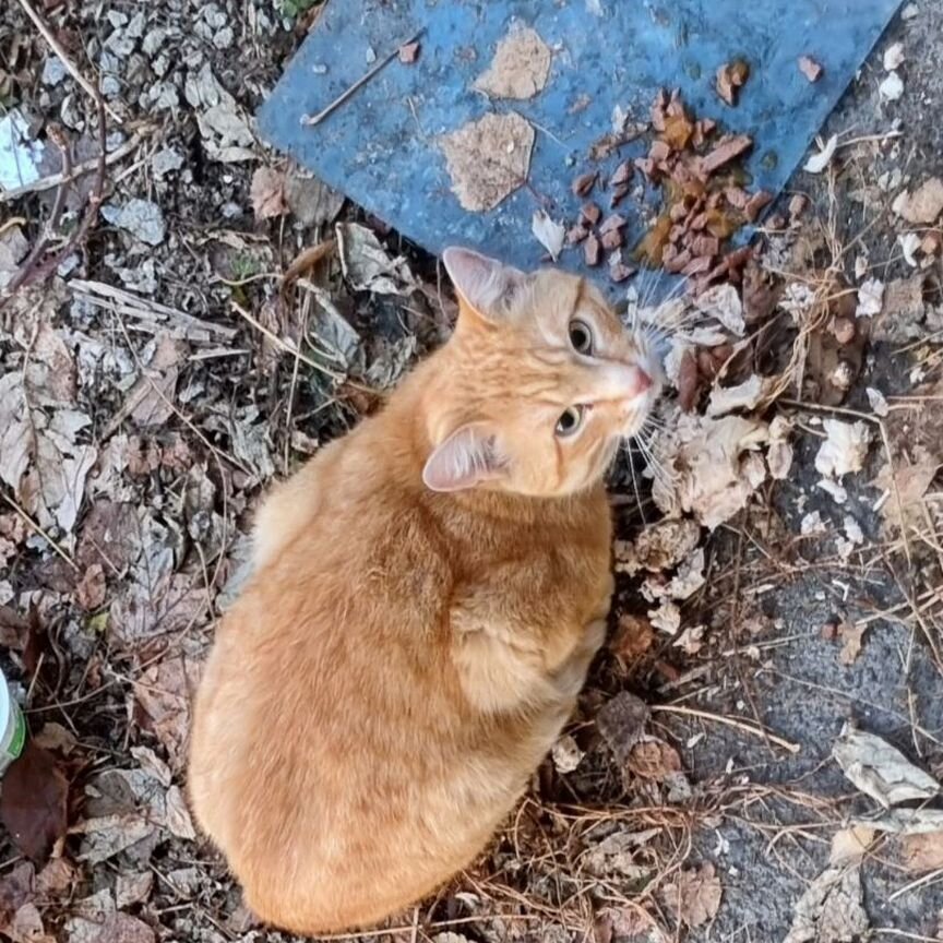 Взрослая кошка в добрые руки