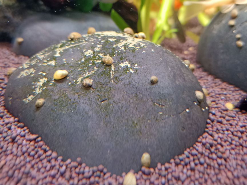 Теодоксусы