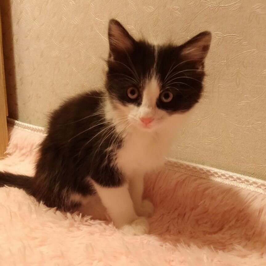 Котёнок в добрые руки