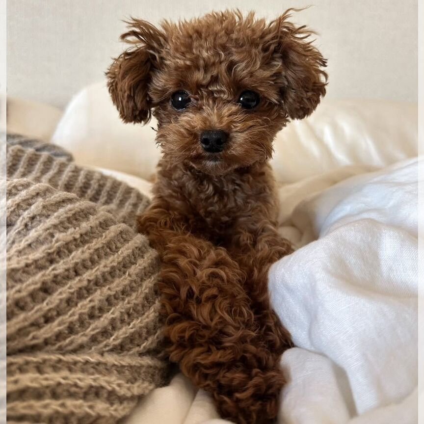 Той-пудель, щенок