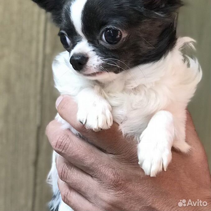 Чихуахуа маленькая девочка 7 мес