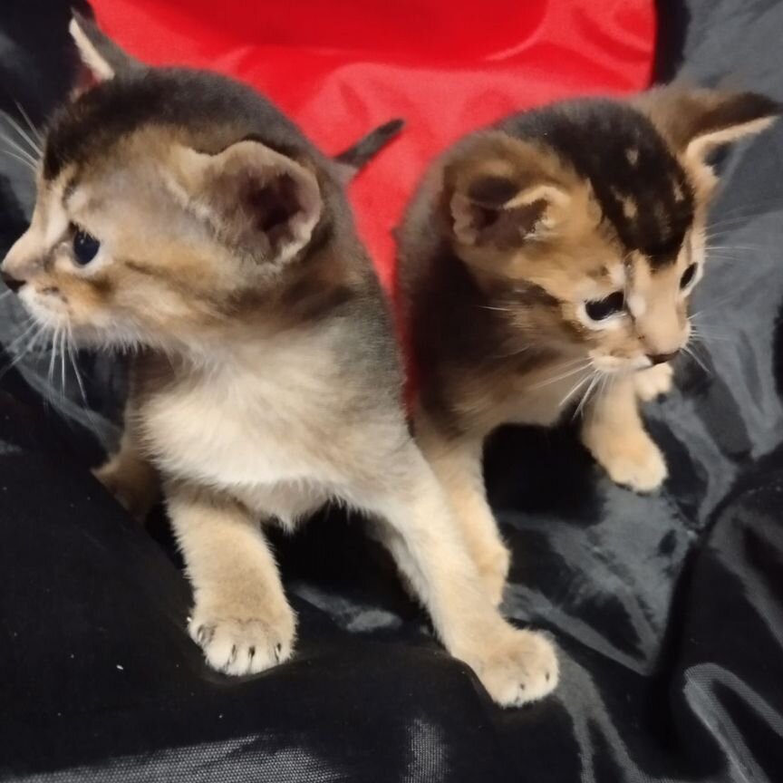 Абиссинские котята