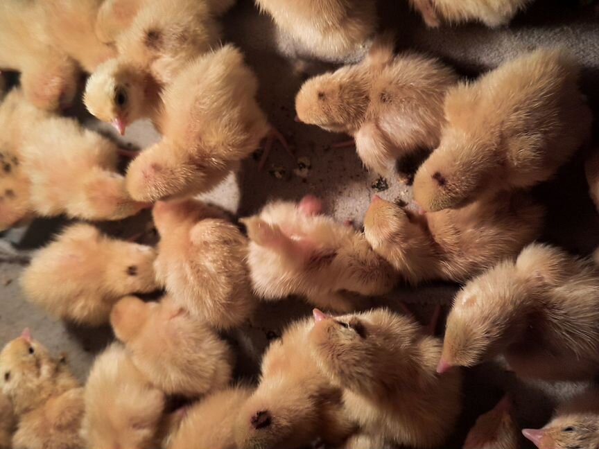 Суточные Техасские перепела