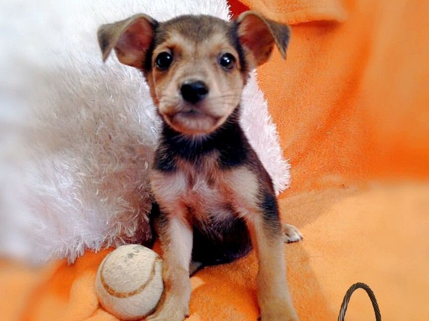 Щенки бесплатно