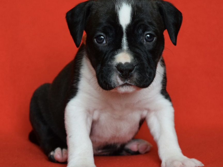 Стаффордширский терьер