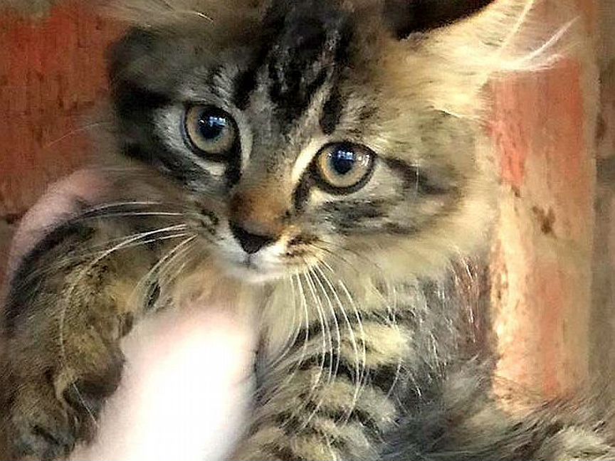 Котенок замерзнет на даче нужен дом