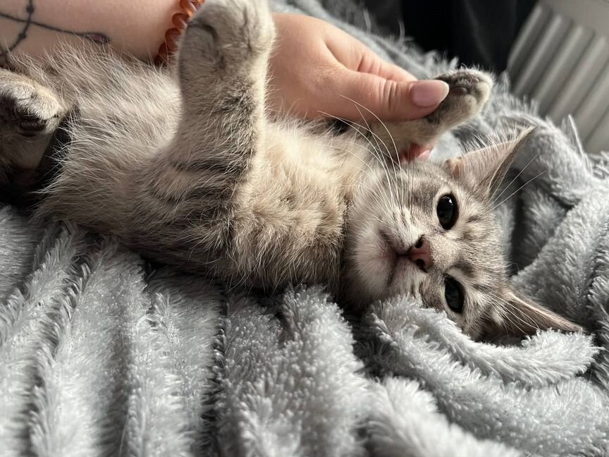 Котёнок в поиске дома