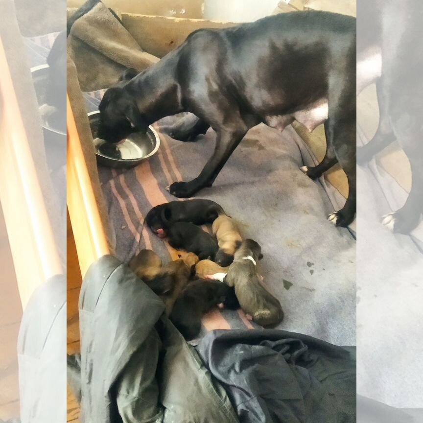 Американский питбультерьер, щенок