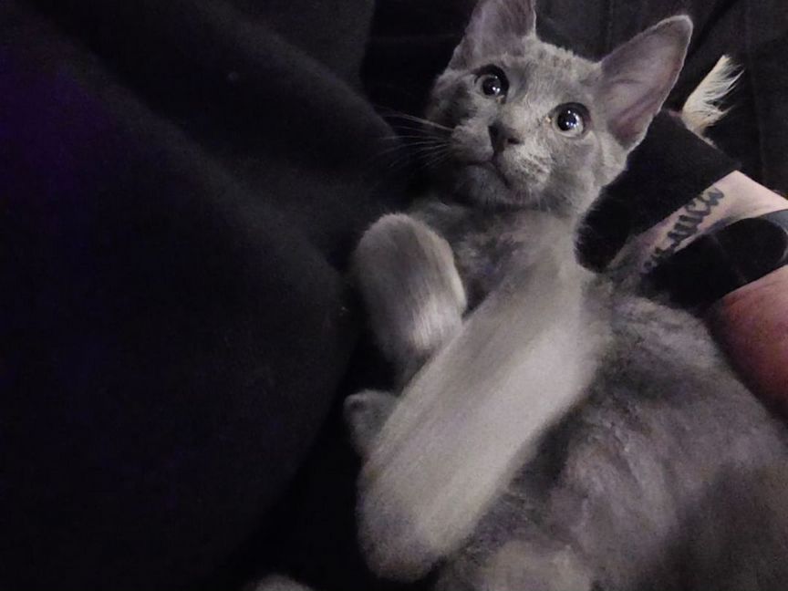 Котятки в добрые руки